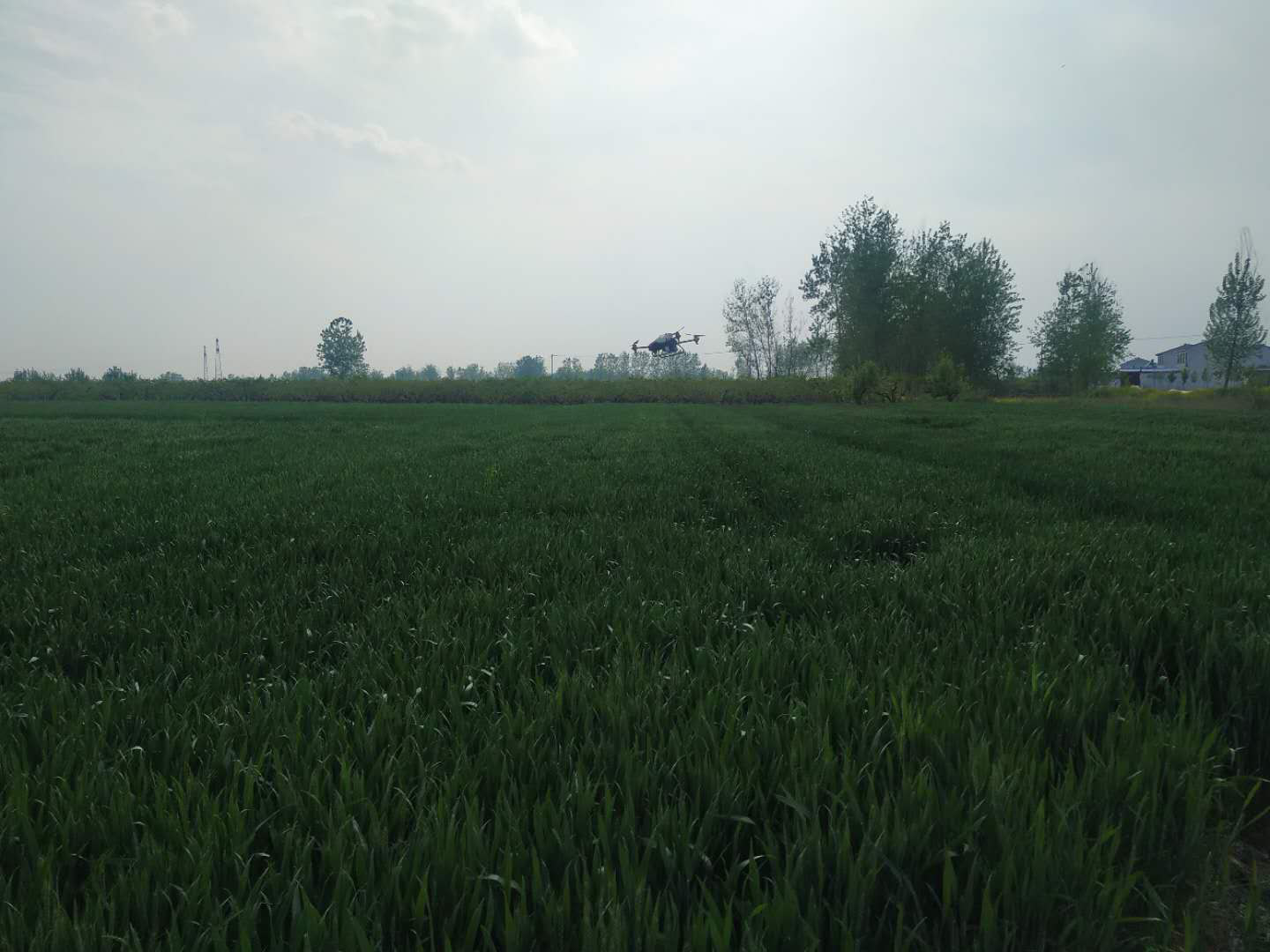 李庄镇:做好小麦赤霉病防治,确保夏粮丰产丰收砀山县人民政府